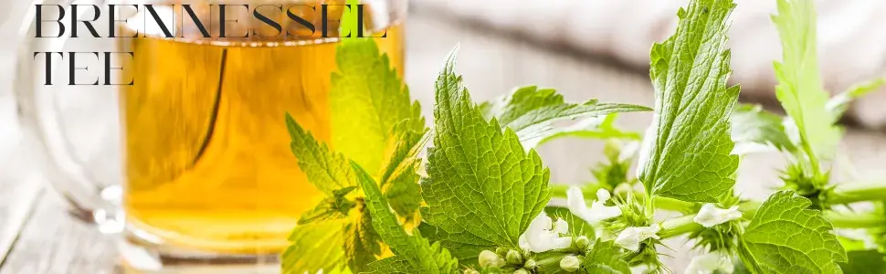 Brennesseltee: Wofür ist er gut | mrs-tea.de